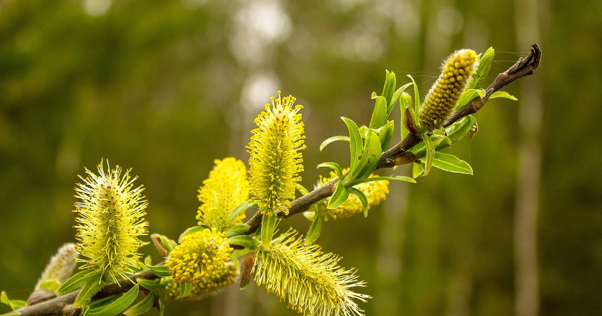 Welke boom heeft het mooiste verhaal? - Unique Sculptures